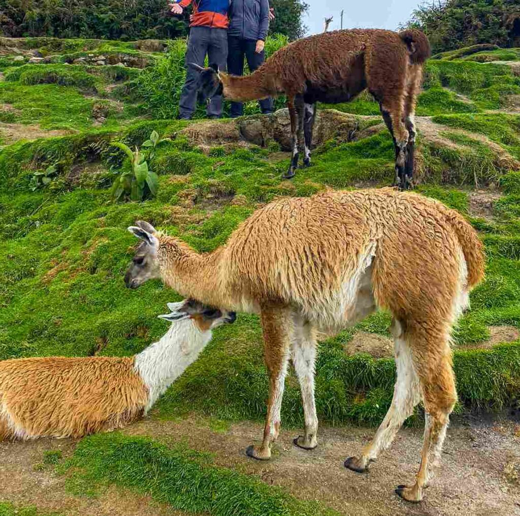 Inca Trail Wildlife - Inca Trails In Perú