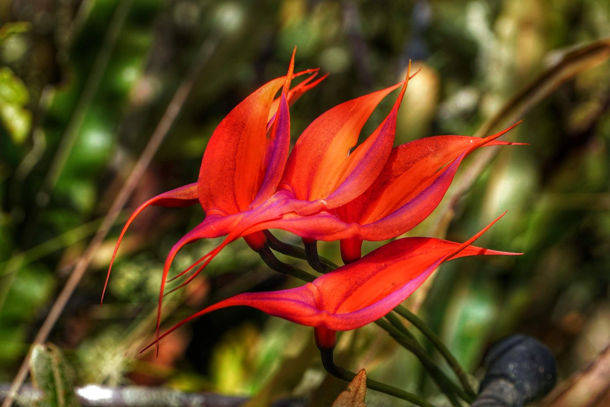 Inca Trail Flora - Everything to see on the trek